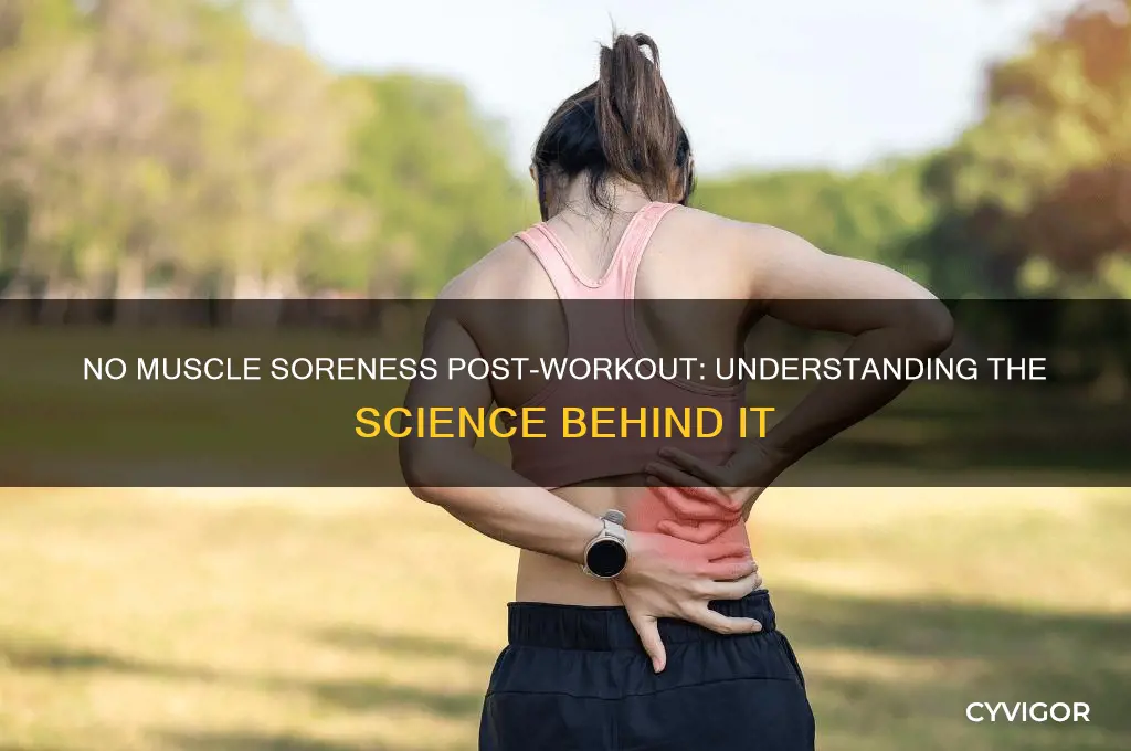 No Muscle Soreness Post-Workout: Understanding The Science Behind It ...