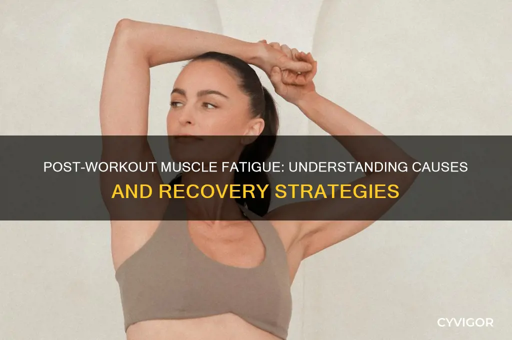Post-Workout Muscle Fatigue: Understanding Causes And Recovery ...