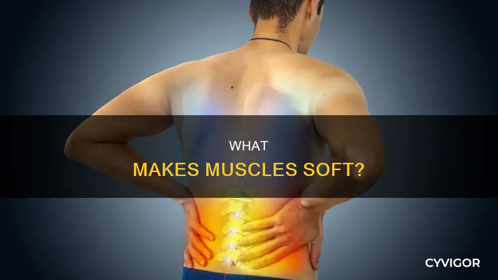 What Makes Muscles Soft? | CyVigor