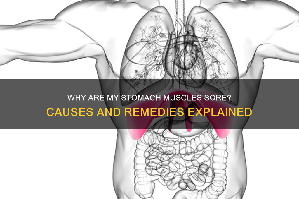 Why Are My Stomach Muscles Sore? Causes And Remedies Explained | CyVigor