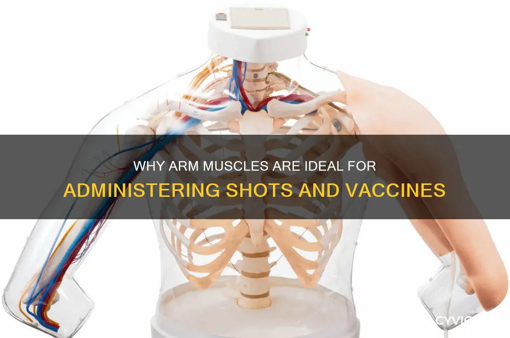 Why Arm Muscles Are Ideal For Administering Shots And Vaccines | CyVigor