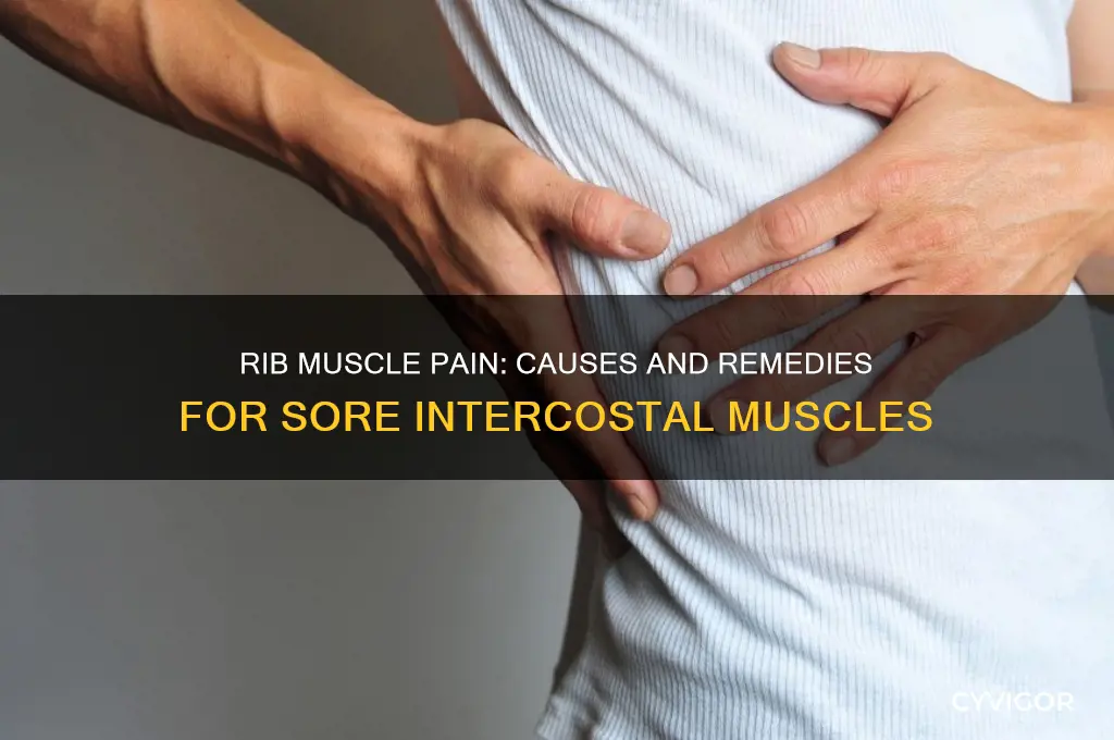 Rib Muscle Pain: Causes And Remedies For Sore Intercostal Muscles | CyVigor