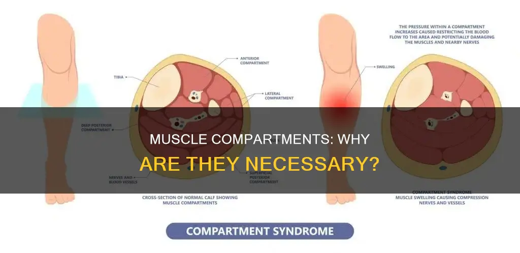 Muscle Compartments: Why Are They Necessary? | CyVigor