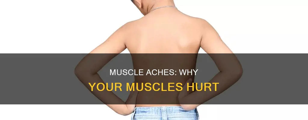 Muscle Aches: Why Your Muscles Hurt | CyVigor