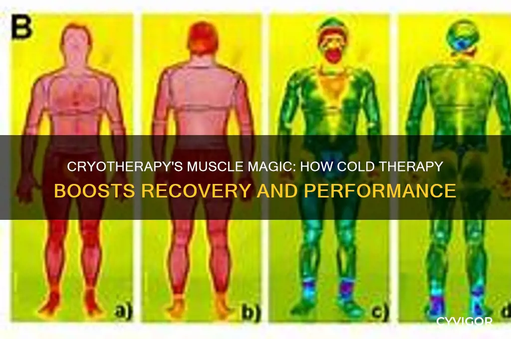 Cryotherapy's Muscle Magic: How Cold Therapy Boosts Recovery And ...
