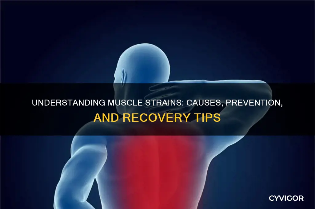 Understanding Muscle Strains: Causes, Prevention, And Recovery Tips ...