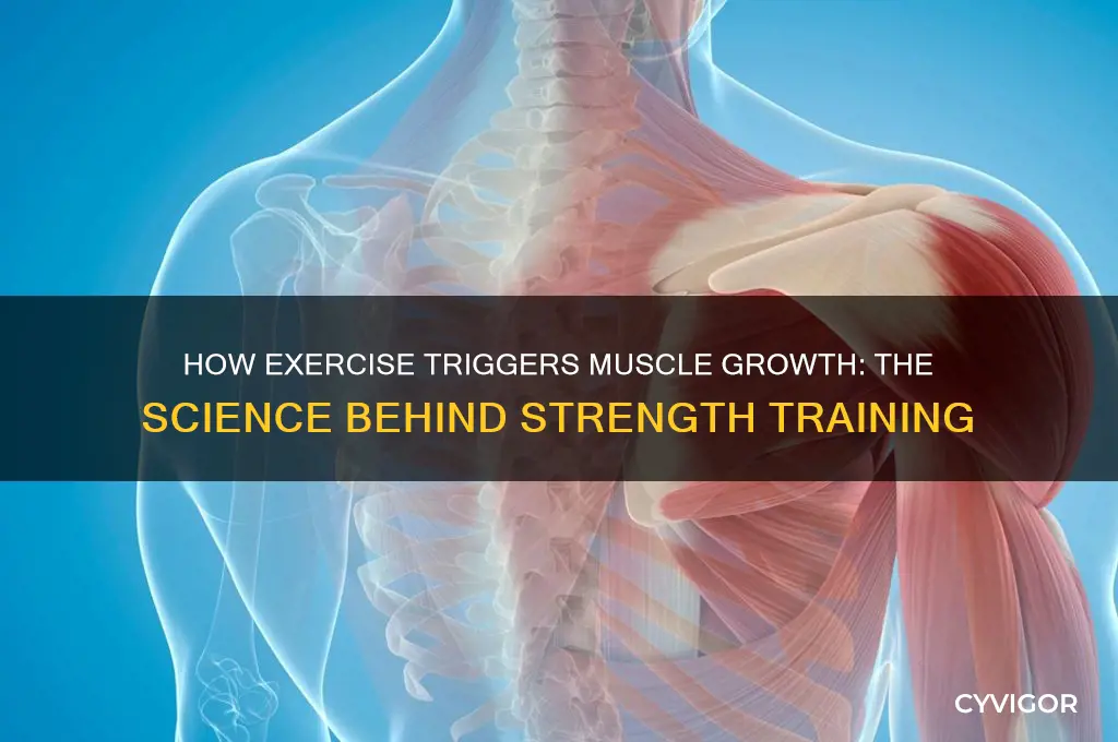 How Exercise Triggers Muscle Growth: The Science Behind Strength ...