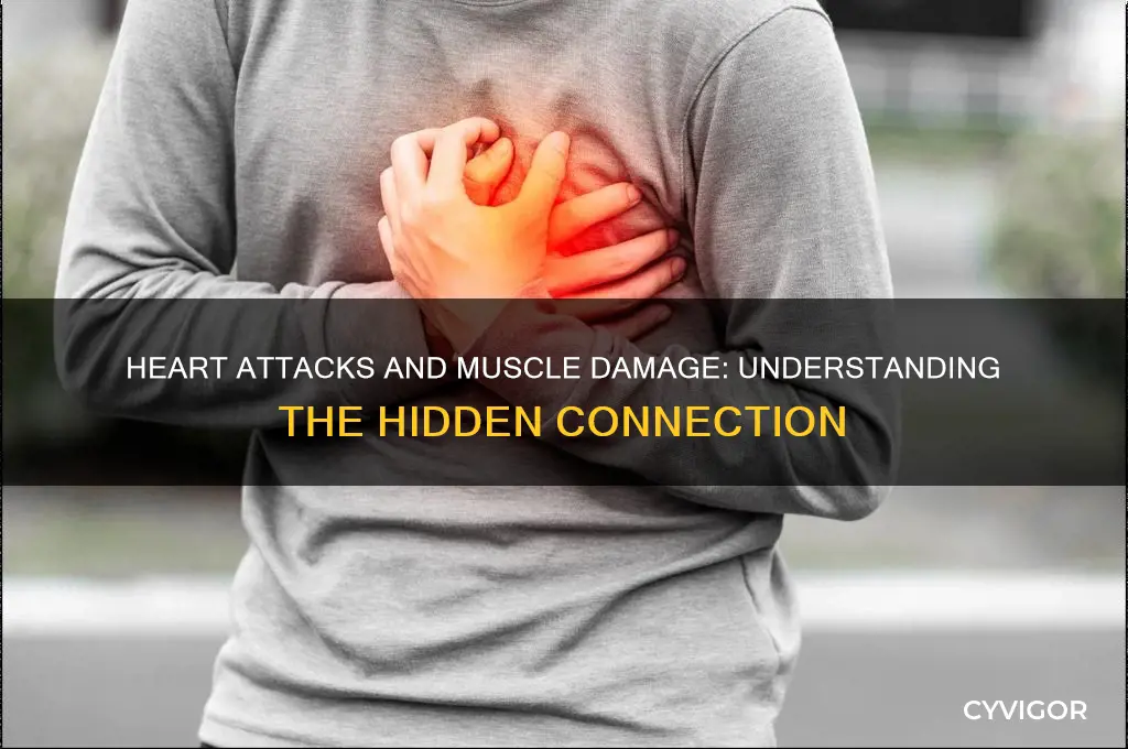 Heart Attacks And Muscle Damage: Understanding The Hidden Connection ...