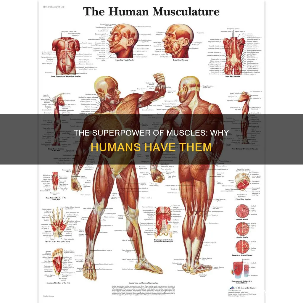The Superpower Of Muscles: Why Humans Have Them | CyVigor