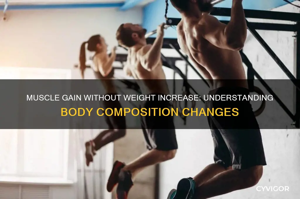 Muscle Gain Without Weight Increase: Understanding Body Composition ...