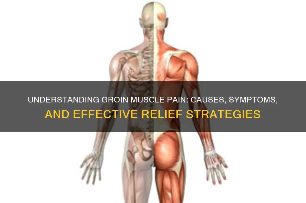 Understanding Groin Muscle Pain: Causes, Symptoms, And Effective Relief ...