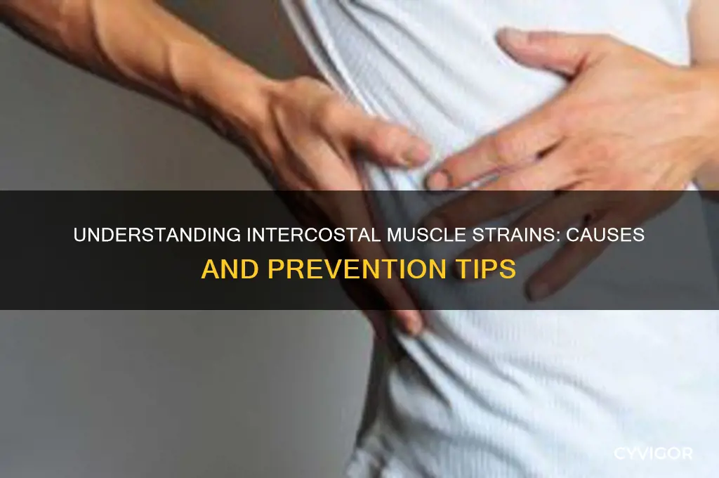 Understanding Intercostal Muscle Strains: Causes And Prevention Tips ...