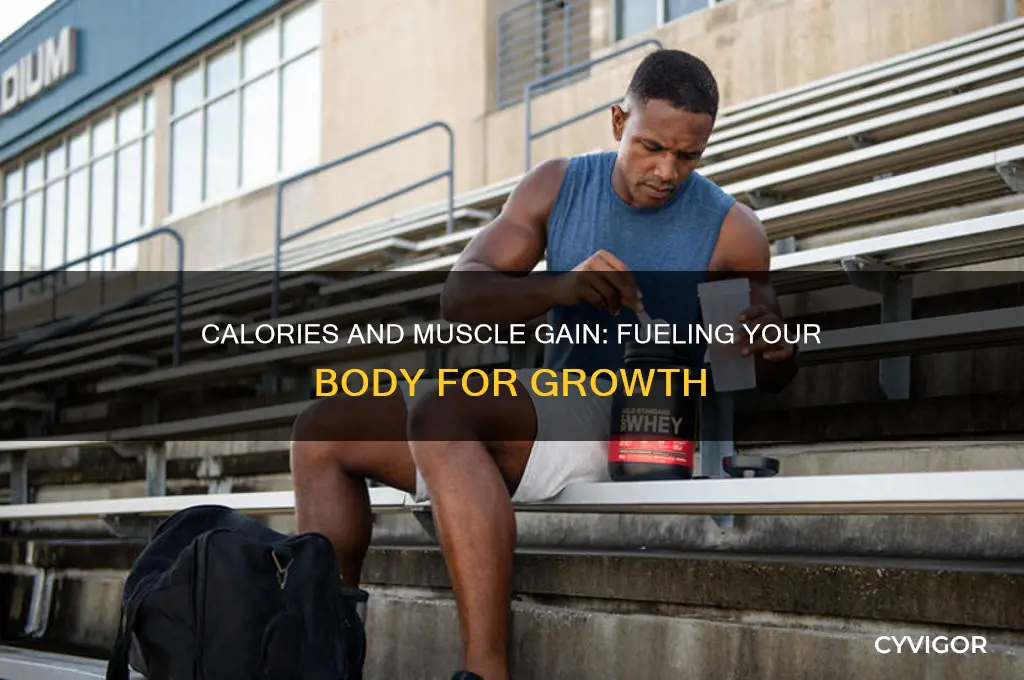 Calories And Muscle Gain: Fueling Your Body For Growth | CyVigor
