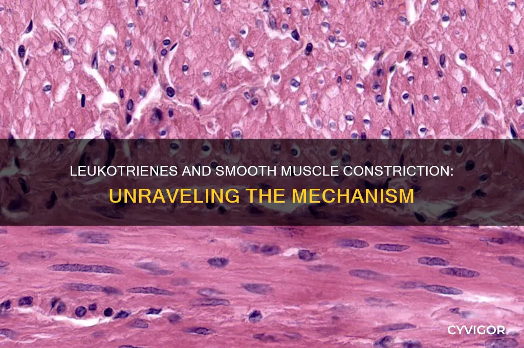 Leukotrienes And Smooth Muscle Constriction: Unraveling The Mechanism ...