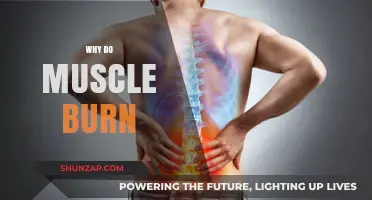 Punching Power: Which Muscles Pack The Most Punch? | CyVigor