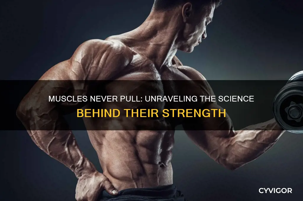 Muscles Never Pull: Unraveling The Science Behind Their Strength | CyVigor