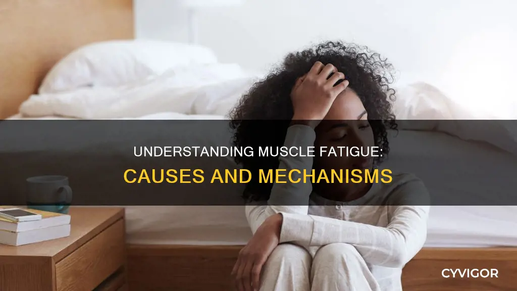 Understanding Muscle Fatigue: Causes And Mechanisms | CyVigor