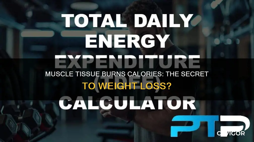Muscle Tissue Burns Calories: The Secret To Weight Loss? | CyVigor