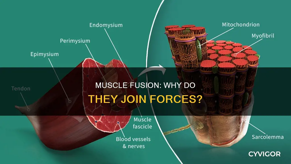 Muscle Fusion: Why Do They Join Forces? | CyVigor