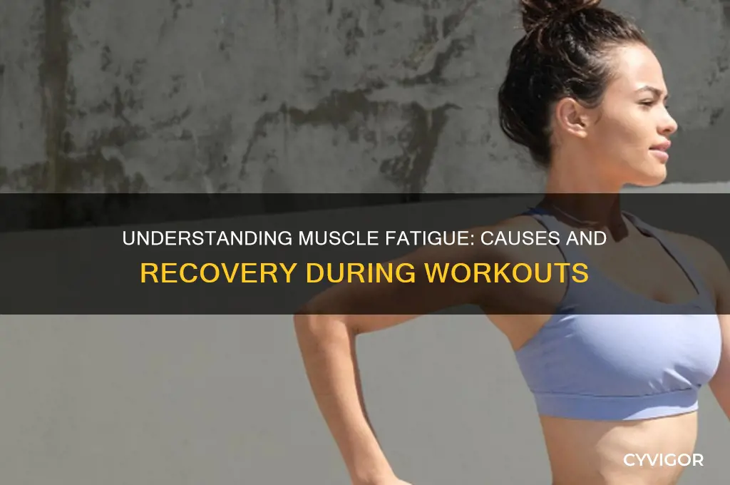 Understanding Muscle Fatigue: Causes And Recovery During Workouts | CyVigor