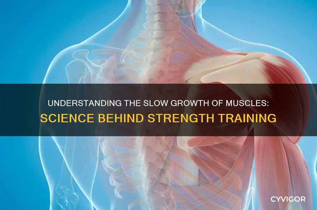 Understanding The Slow Growth Of Muscles: Science Behind Strength ...