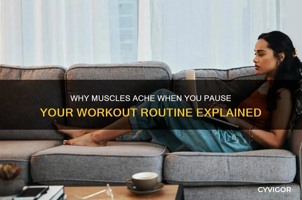 Why Muscles Ache When You Pause Your Workout Routine Explained | CyVigor