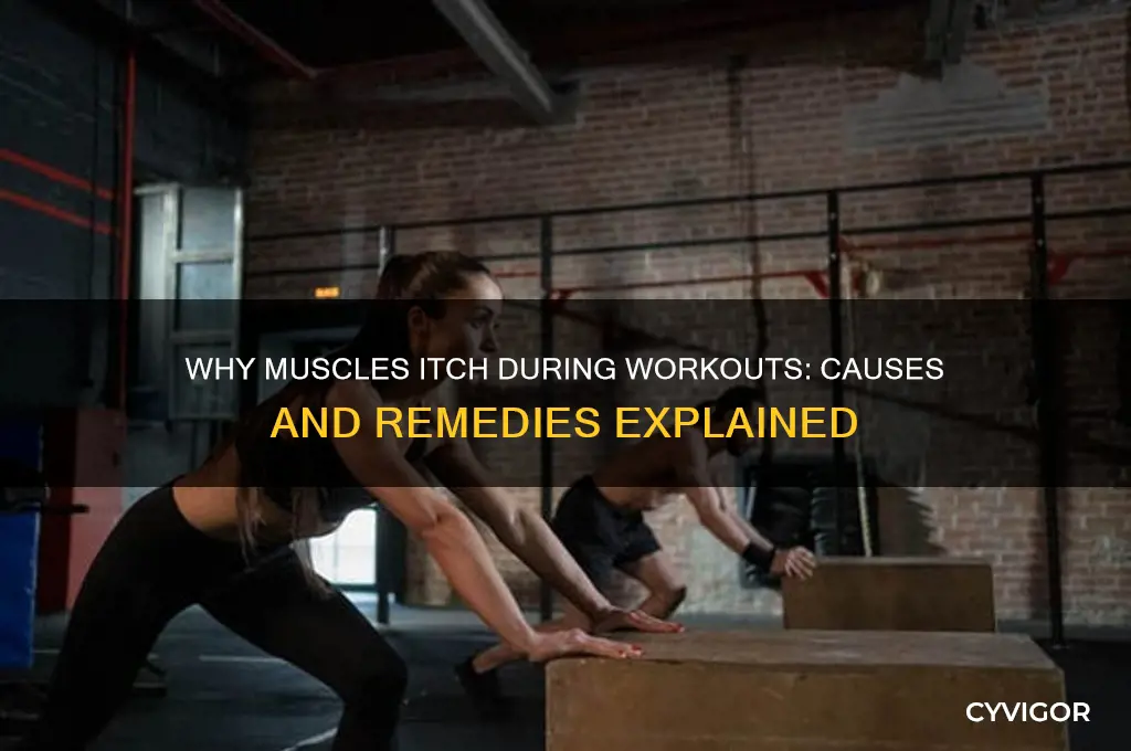 Why Muscles Itch During Workouts: Causes And Remedies Explained | CyVigor