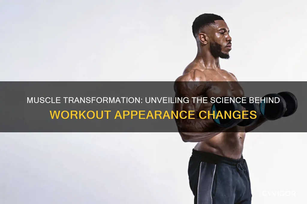 Muscle Transformation: Unveiling The Science Behind Workout Appearance ...