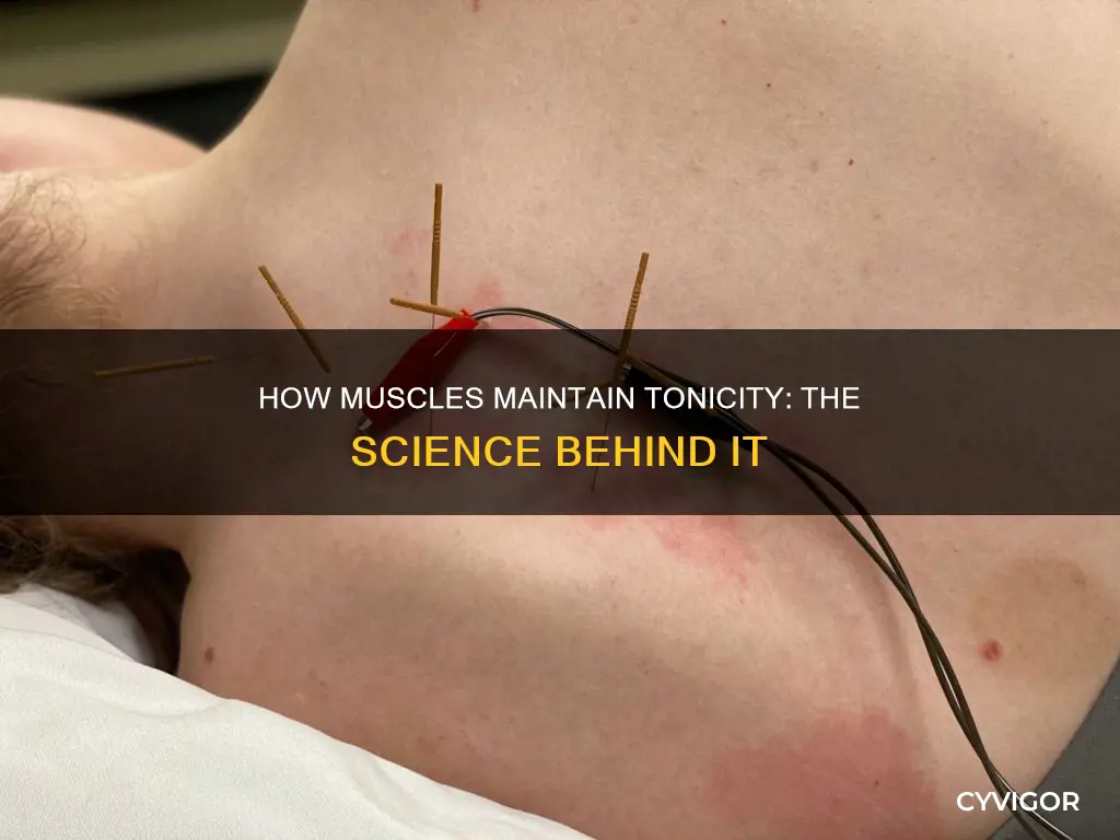 How Muscles Maintain Tonicity: The Science Behind It | CyVigor