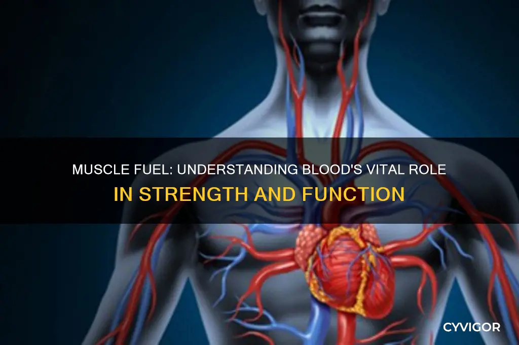 Muscle Fuel: Understanding Blood's Vital Role In Strength And Function ...