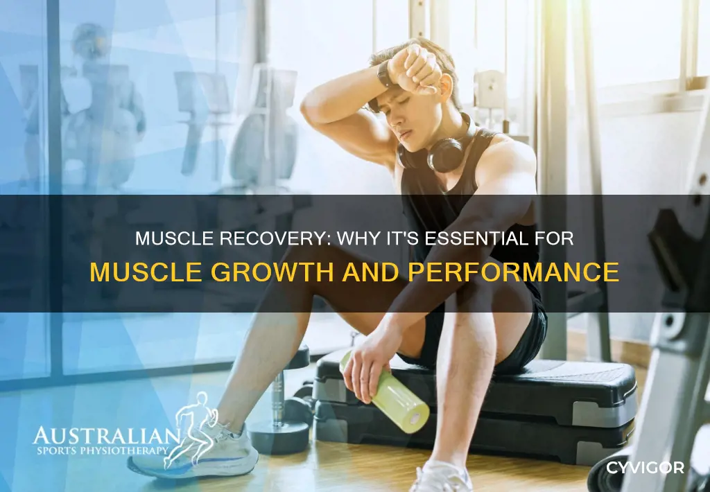 Muscle Recovery: Why It's Essential For Muscle Growth And Performance ...