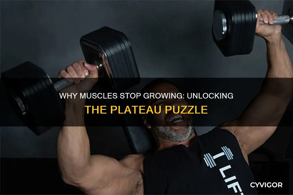 Why Muscles Stop Growing: Unlocking The Plateau Puzzle | CyVigor