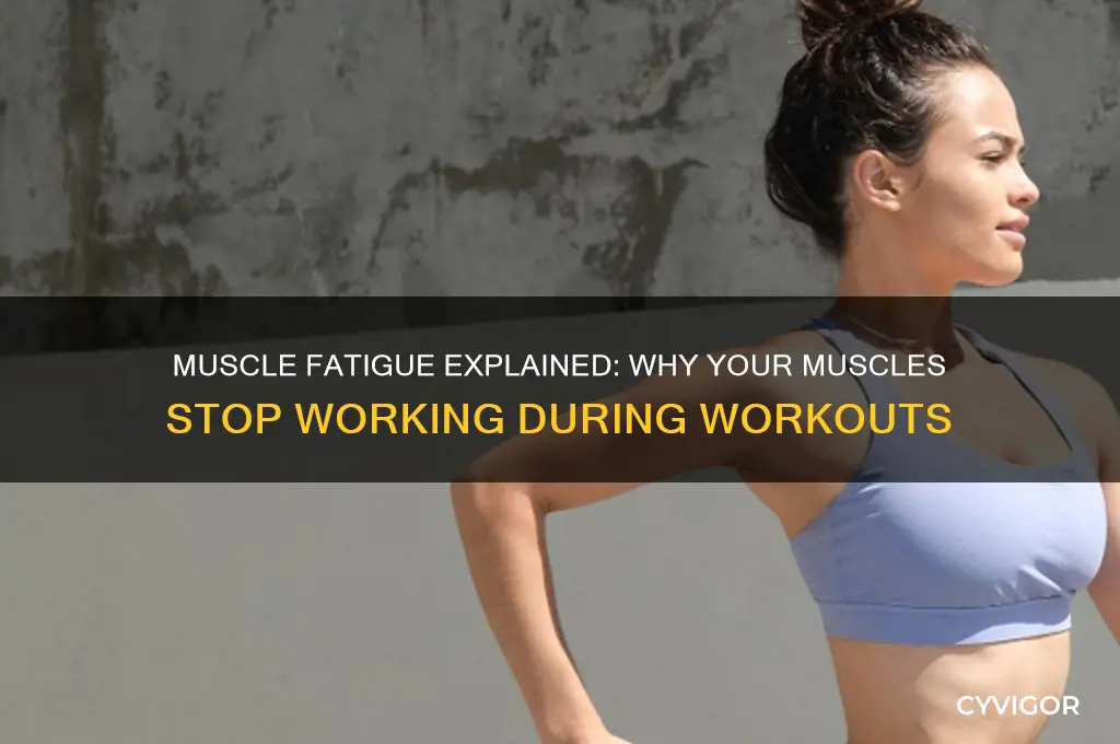 Muscle Fatigue Explained: Why Your Muscles Stop Working During Workouts ...