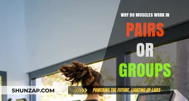 Muscle Partnerships: Understanding How Muscles Work In Pairs For ...