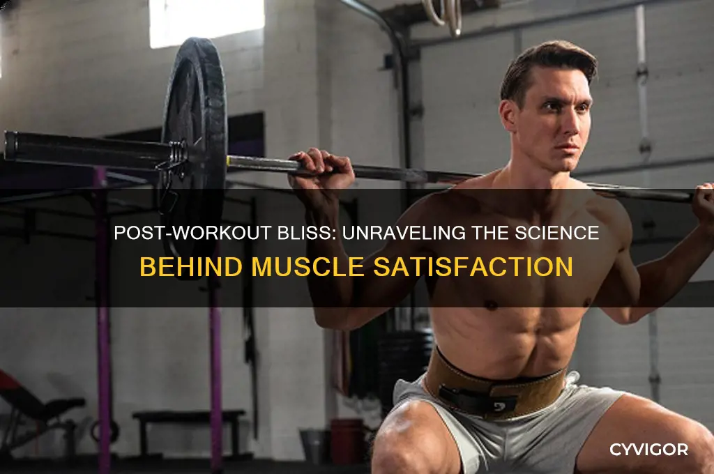 Post-Workout Bliss: Unraveling The Science Behind Muscle Satisfaction ...