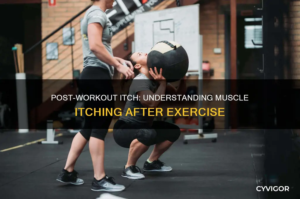 Post-Workout Itch: Understanding Muscle Itching After Exercise | CyVigor