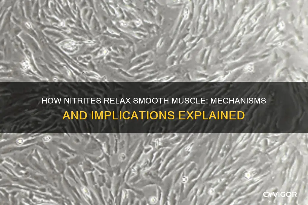 How Nitrites Relax Smooth Muscle: Mechanisms And Implications Explained ...