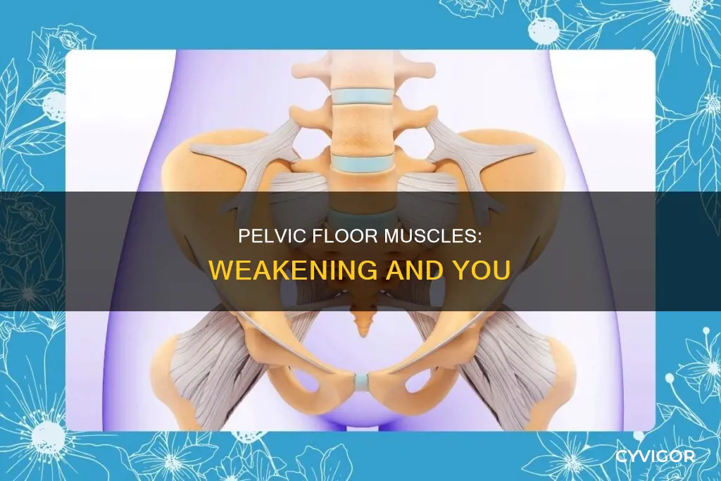 Pelvic Floor Muscles: Weakening And You | CyVigor