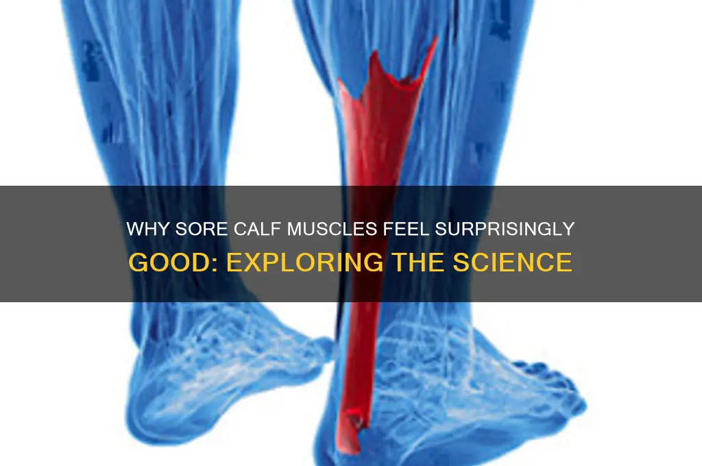 Why Sore Calf Muscles Feel Surprisingly Good: Exploring The Science ...