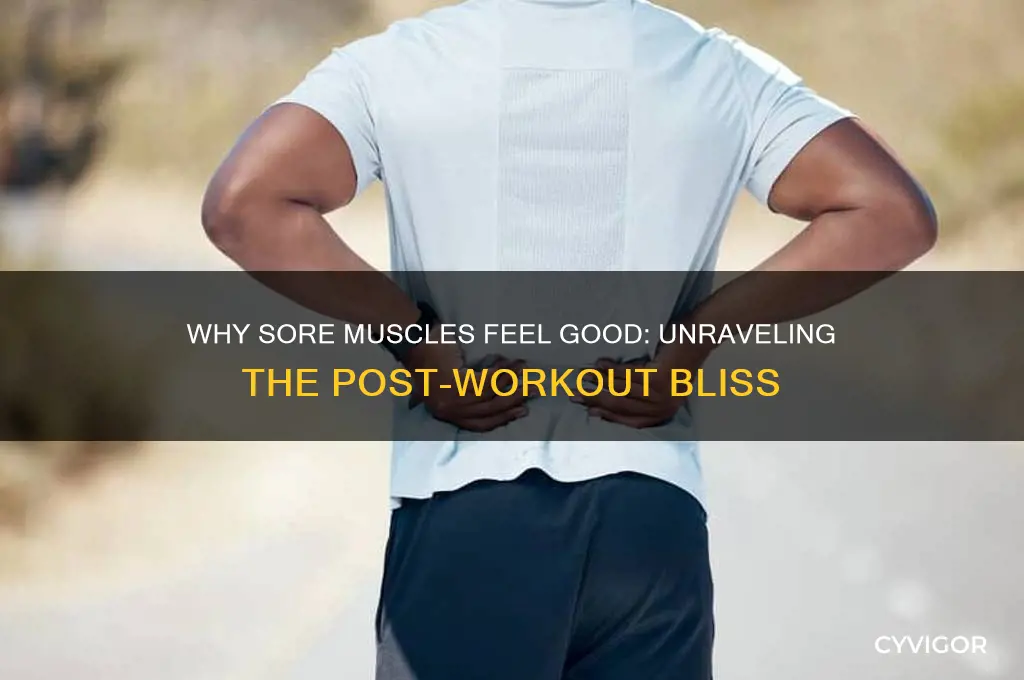 Why Sore Muscles Feel Good: Unraveling The Post-Workout Bliss | CyVigor
