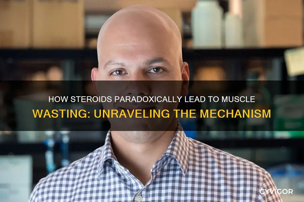 How Steroids Paradoxically Lead To Muscle Wasting: Unraveling The ...