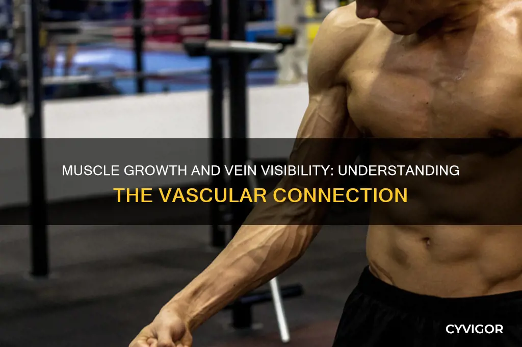 Muscle Growth And Vein Visibility: Understanding The Vascular ...