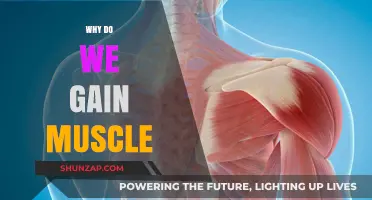 Why Building Muscle Matters: Health, Strength, And Longevity Benefits ...