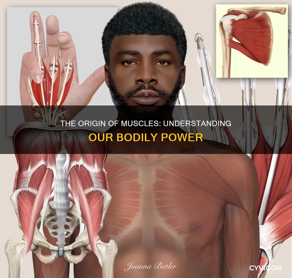 The Origin Of Muscles: Understanding Our Bodily Power | CyVigor