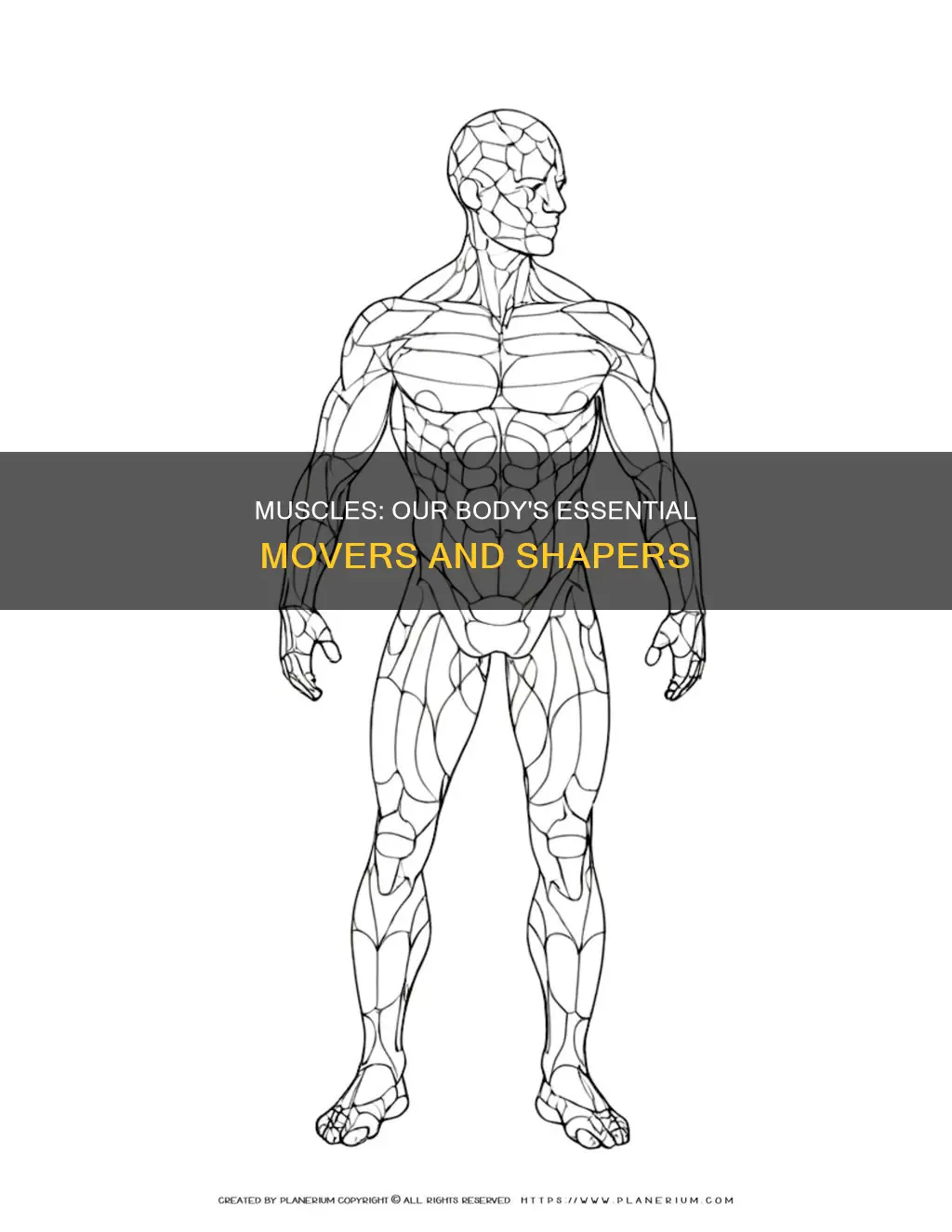 Muscles: Our Body's Essential Movers And Shapers | CyVigor