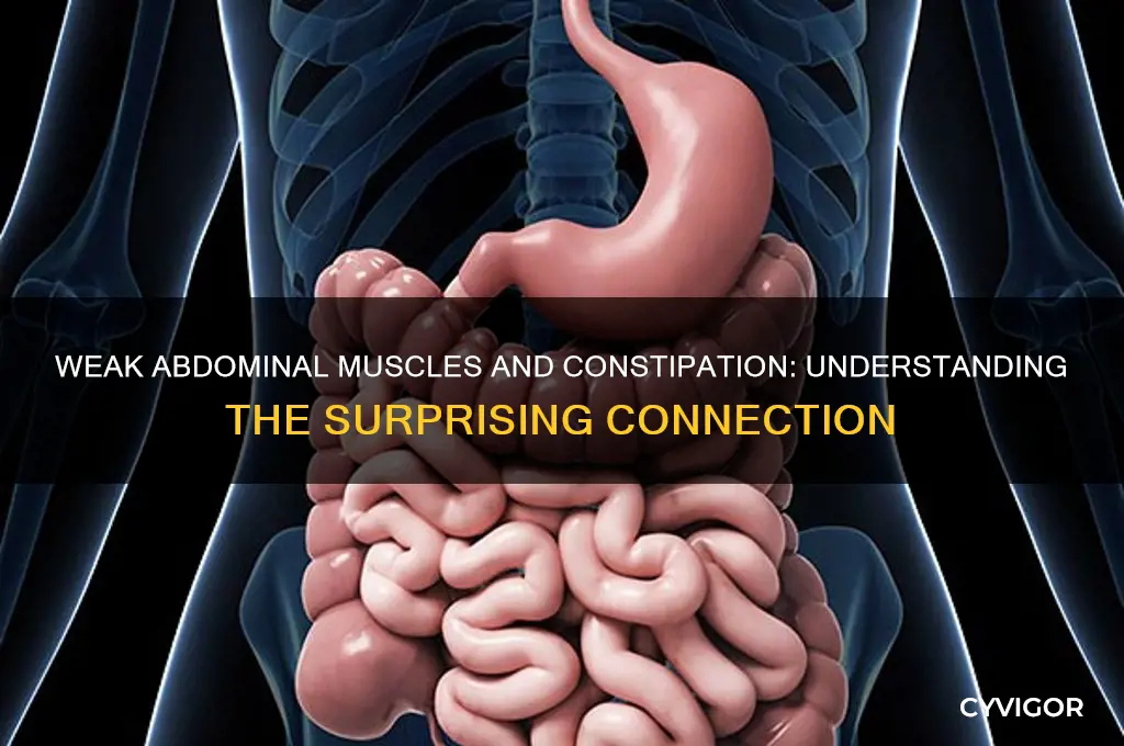 Weak Abdominal Muscles And Constipation: Understanding The Surprising ...