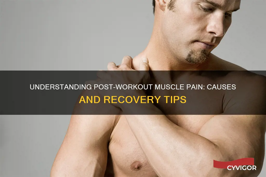Understanding Post-Workout Muscle Pain: Causes And Recovery Tips | CyVigor