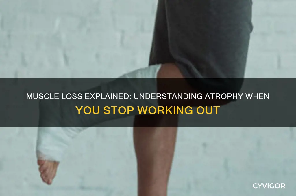 Muscle Loss Explained: Understanding Atrophy When You Stop Working Out ...