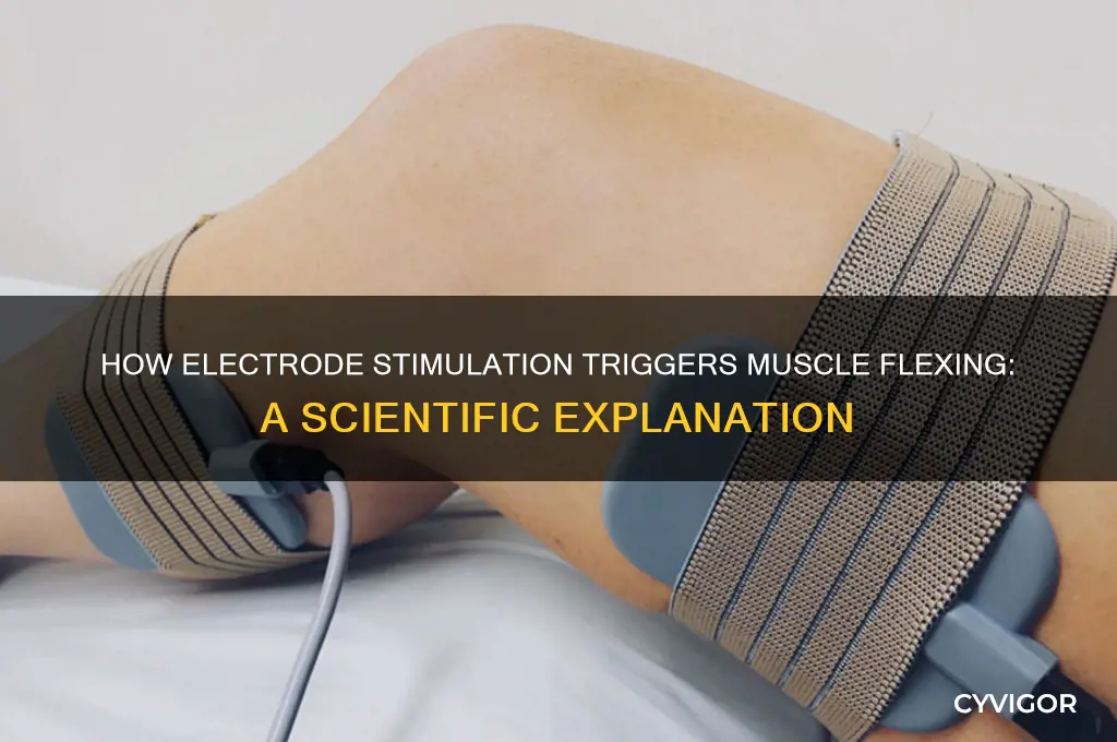 How Electrode Stimulation Triggers Muscle Flexing: A Scientific ...