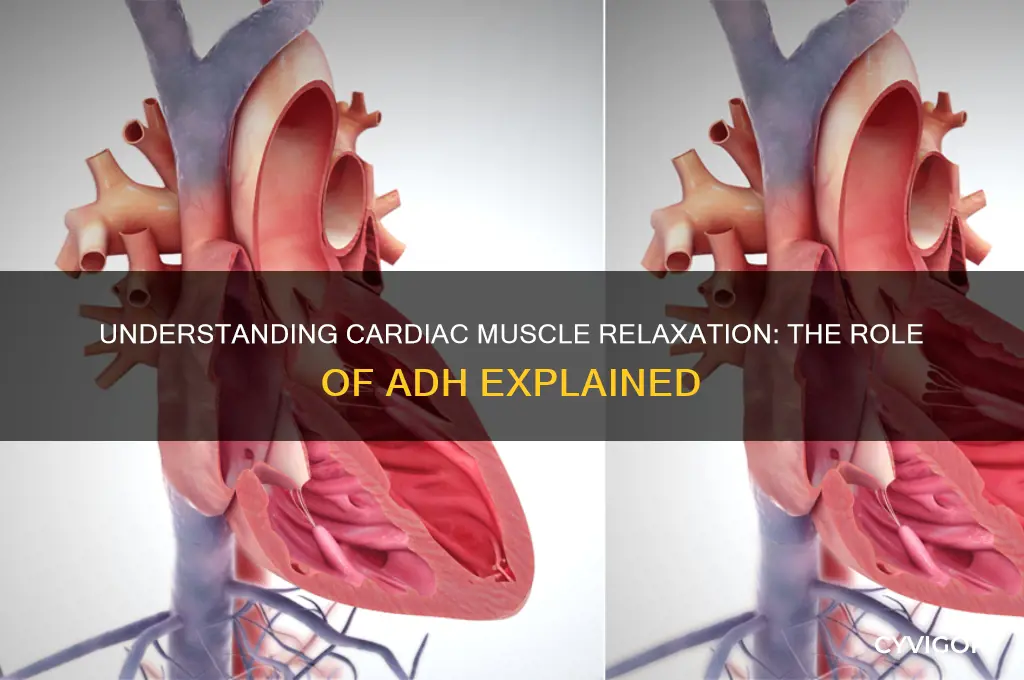 Understanding Cardiac Muscle Relaxation: The Role Of Adh Explained ...